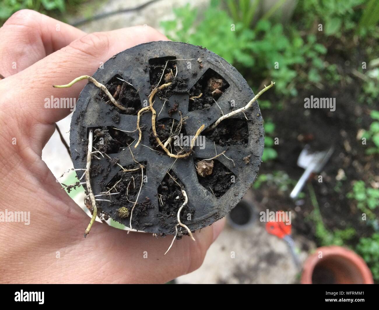 Finger roots hi-res stock photography and images - Alamy