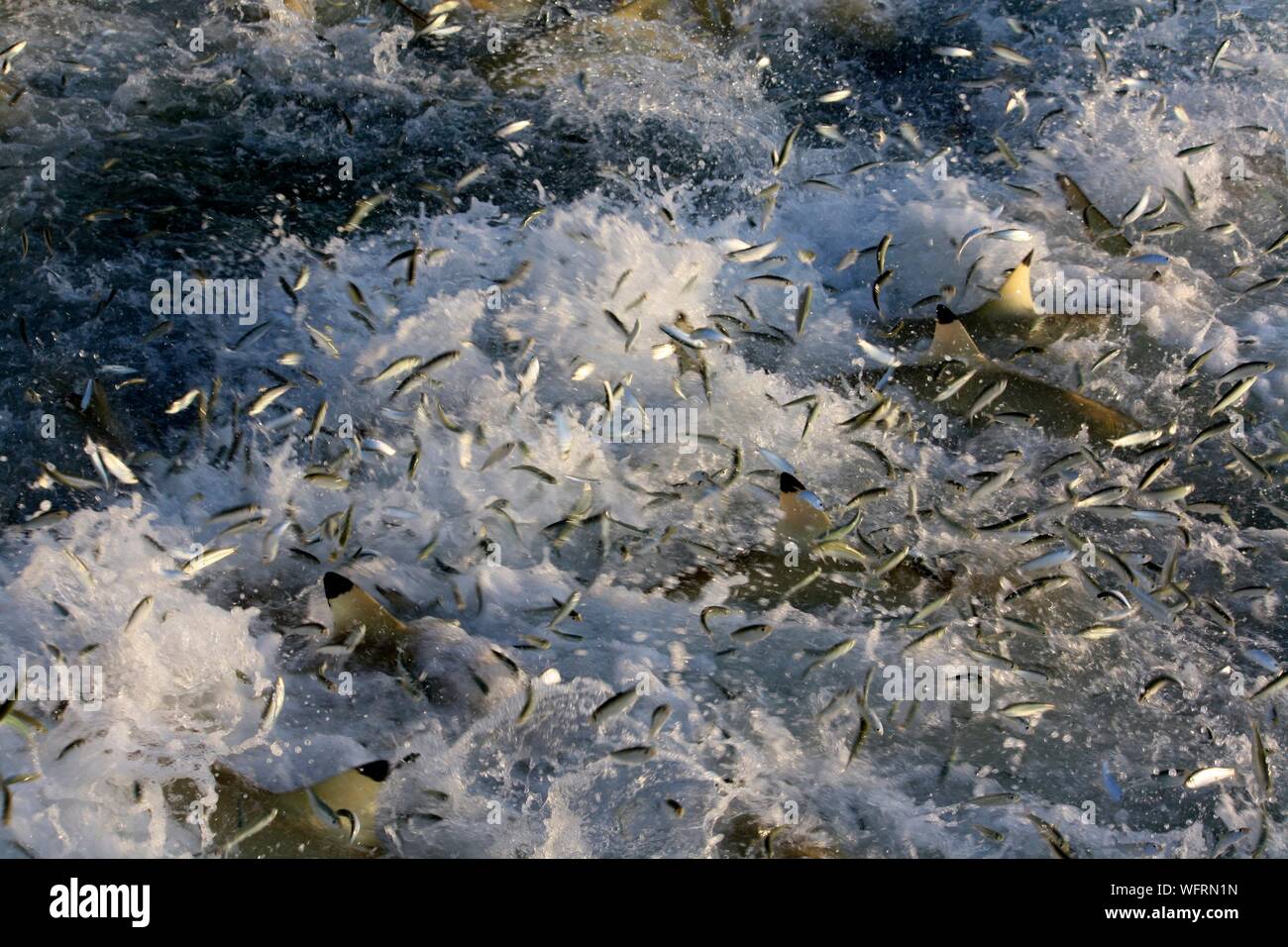 Fish sharks hi-res stock photography and images - Alamy