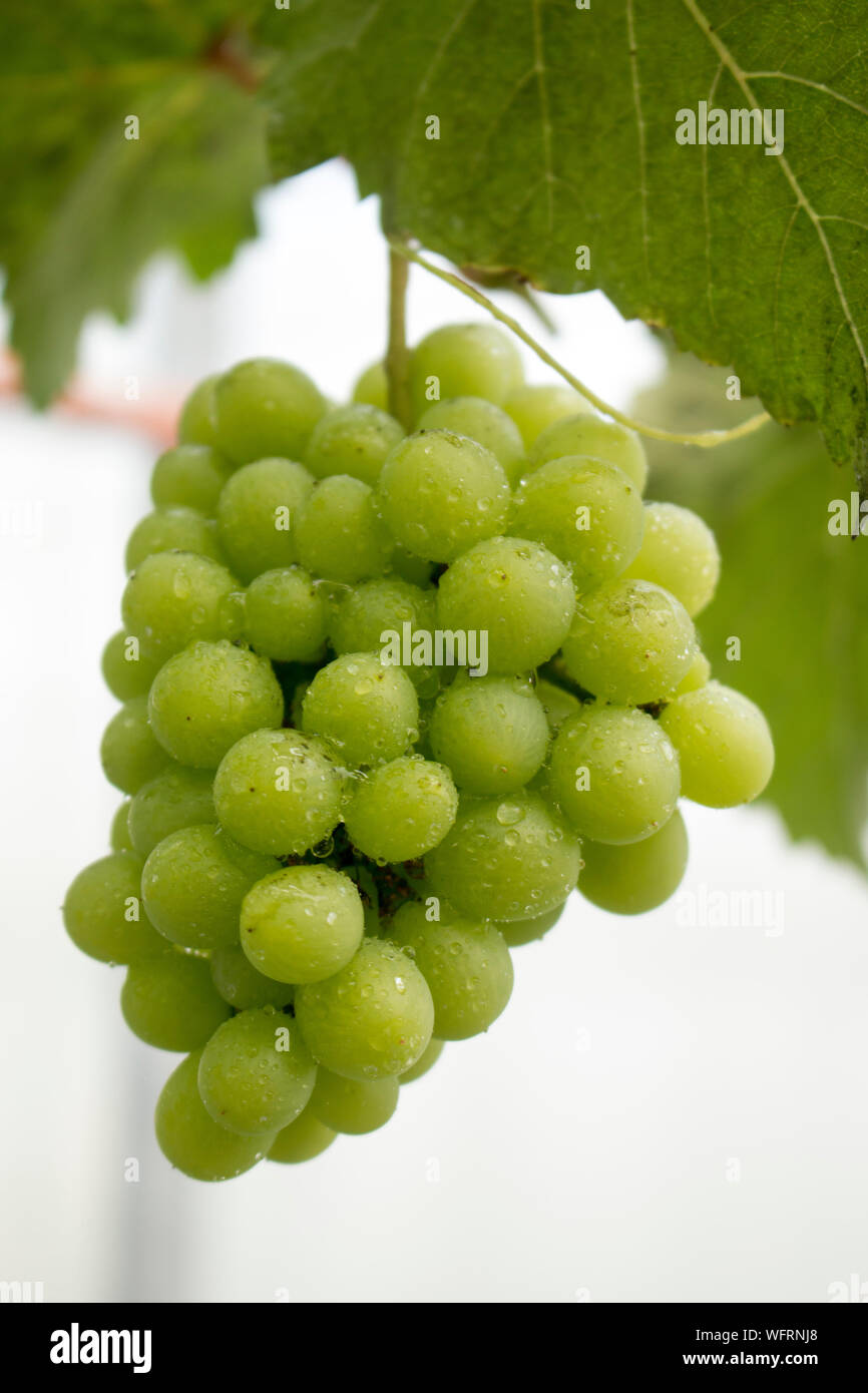 Grapes on the tree hi-res stock photography and images - Alamy