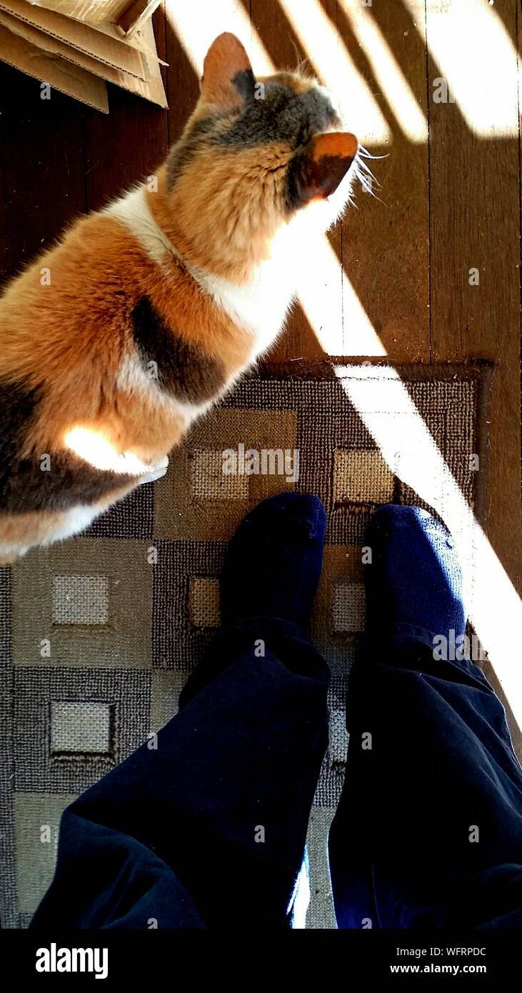 Cat human legs hi-res stock photography and images - Alamy