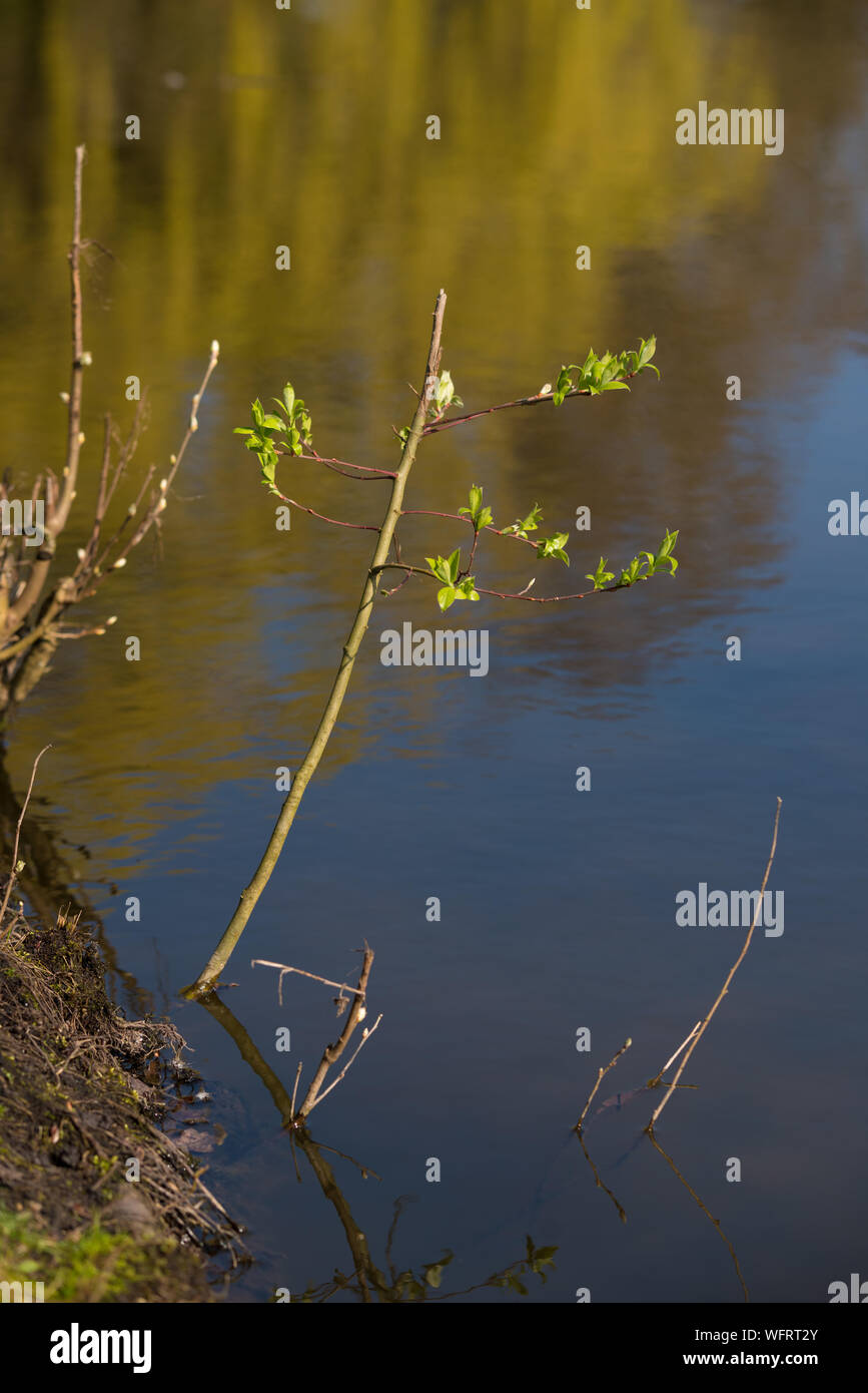 Little branch hi-res stock photography and images - Alamy