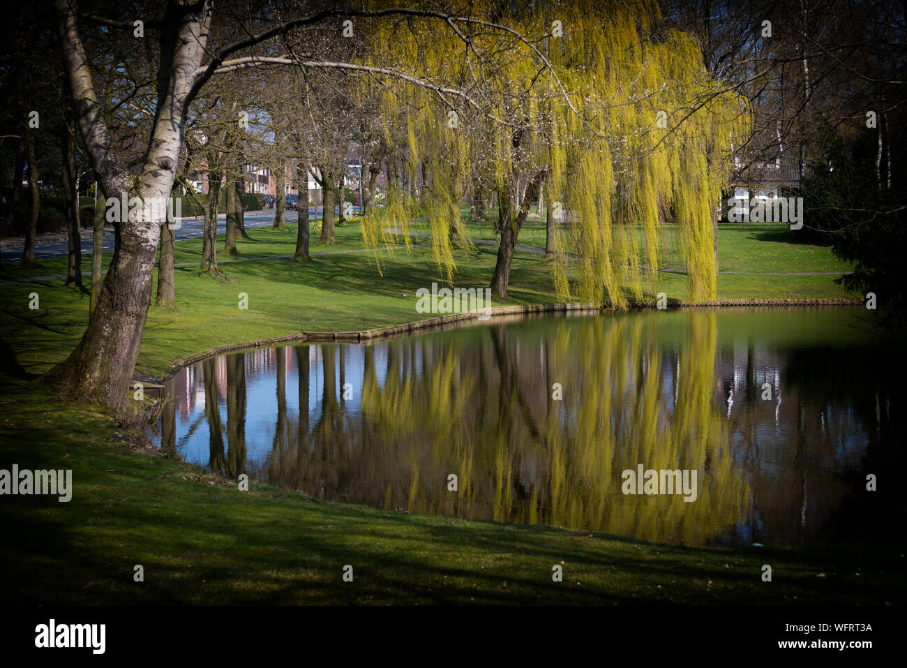 beautiful weeping willow reflected in a pond Stock Photo - Alamy