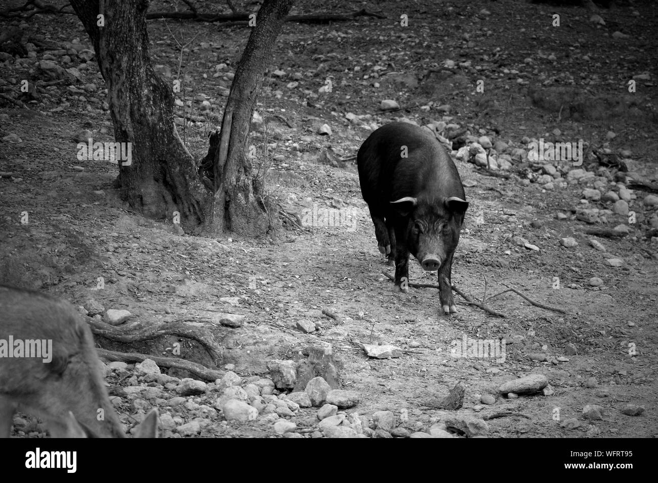 Pig in forest hi-res stock photography and images - Alamy