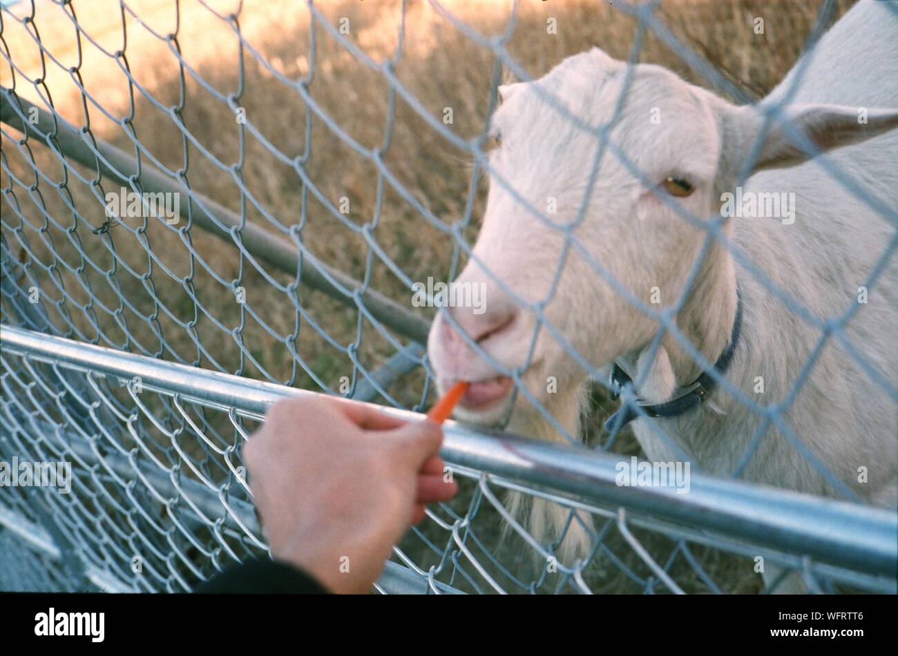 Human Hand Feeding Goat High Resolution Stock Photography and Images ...