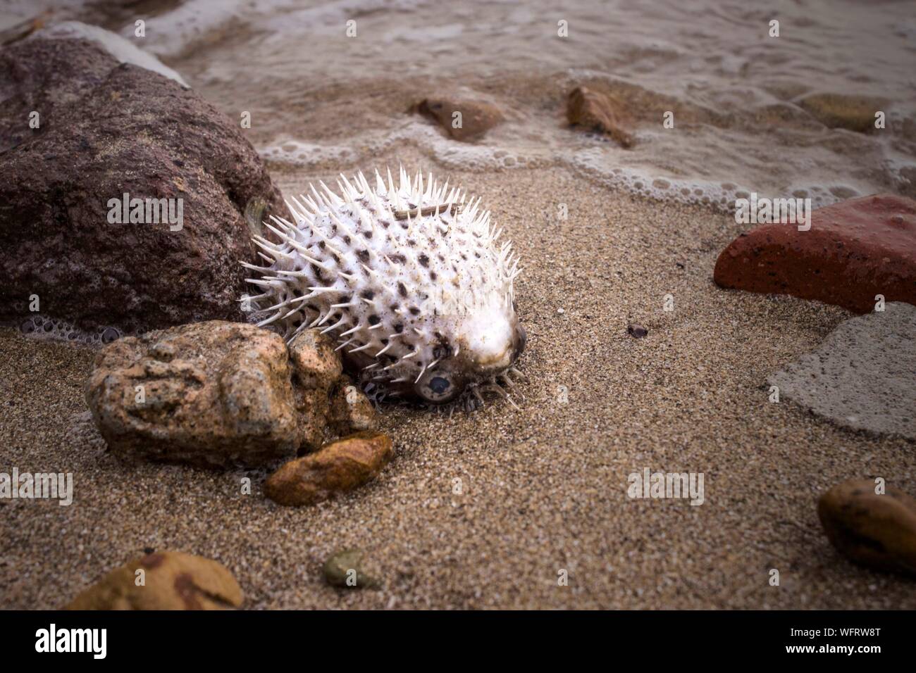 Spiked fish hi-res stock photography and images - Alamy