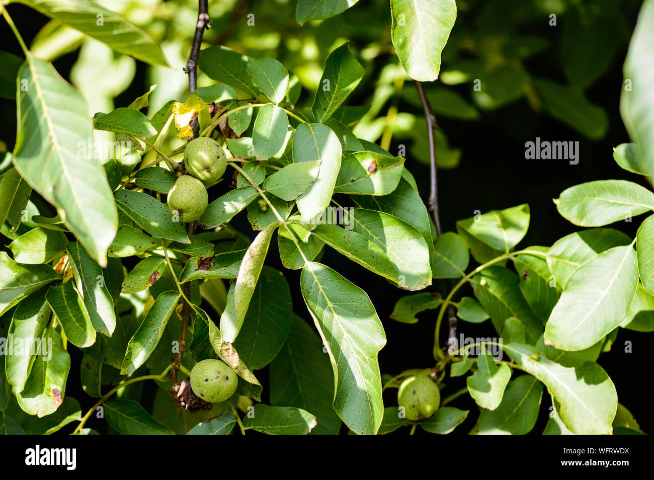 Walnut fruits hi-res stock photography and images - Alamy