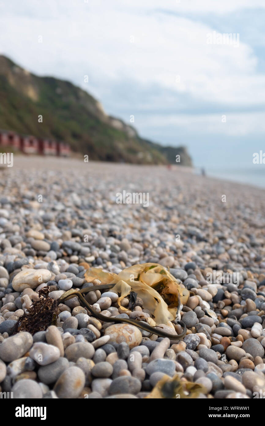 Branscombe beach devon hi-res stock photography and images - Alamy