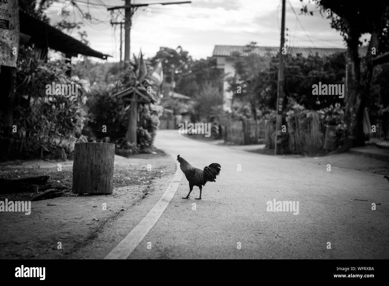 Chicken on the road hi-res stock photography and images - Alamy