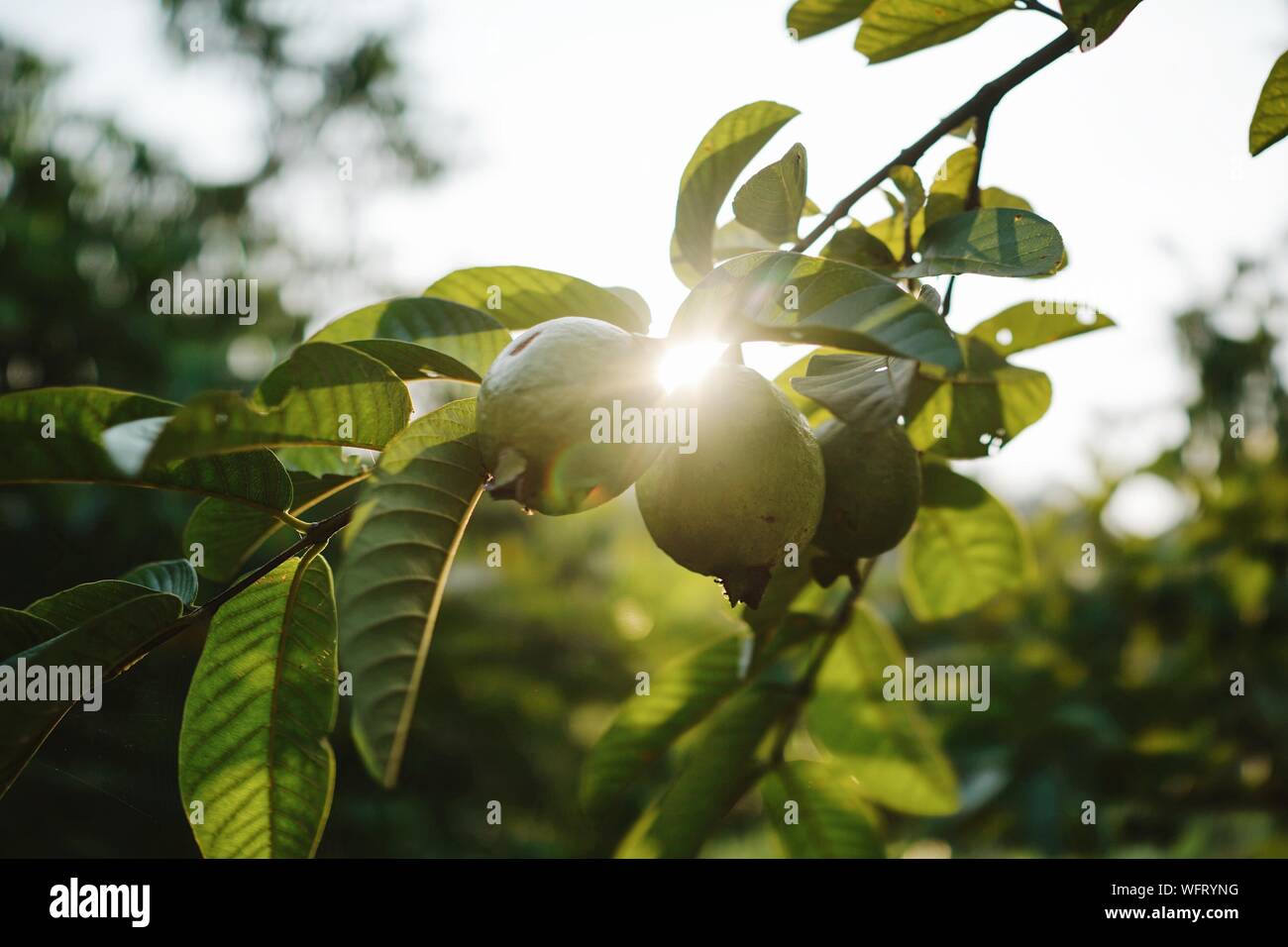 Guava growing hi-res stock photography and images - Alamy
