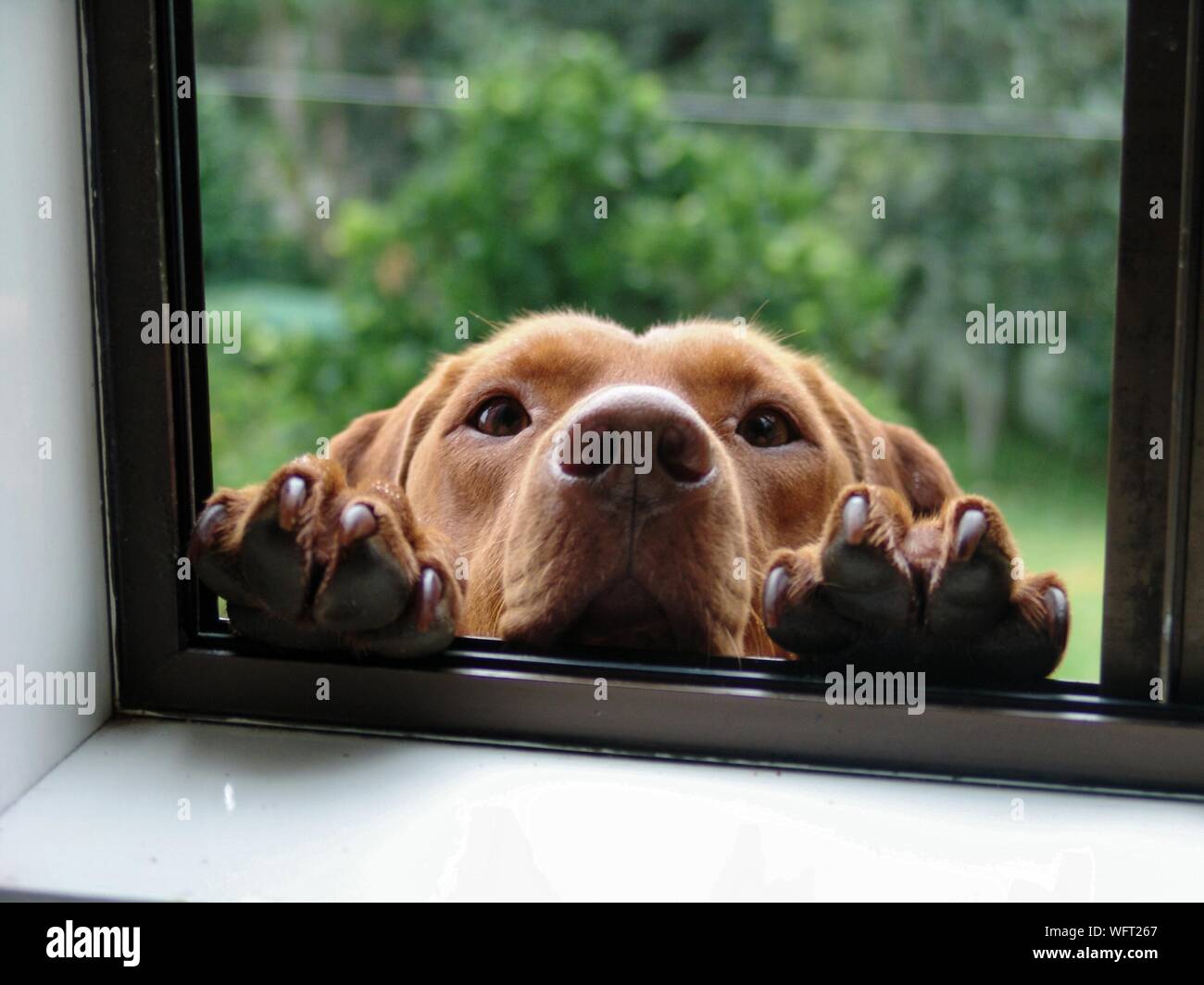 Dog Peering Through Window Stock Photo - Alamy