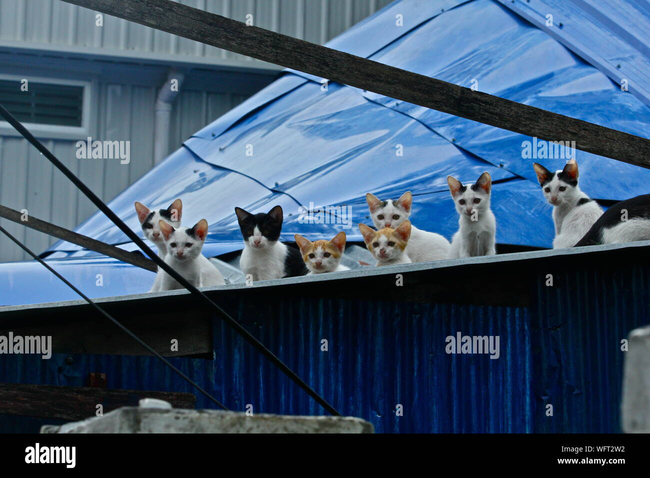 Group stray cats hi-res stock photography and images - Alamy