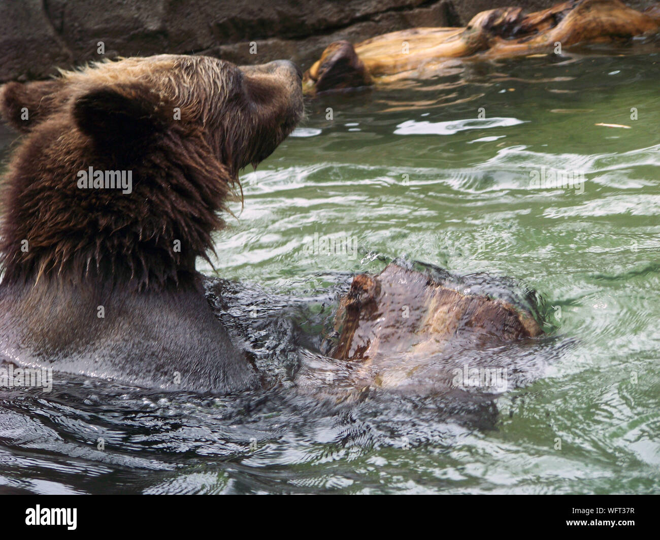 Bear pond hi-res stock photography and images - Alamy