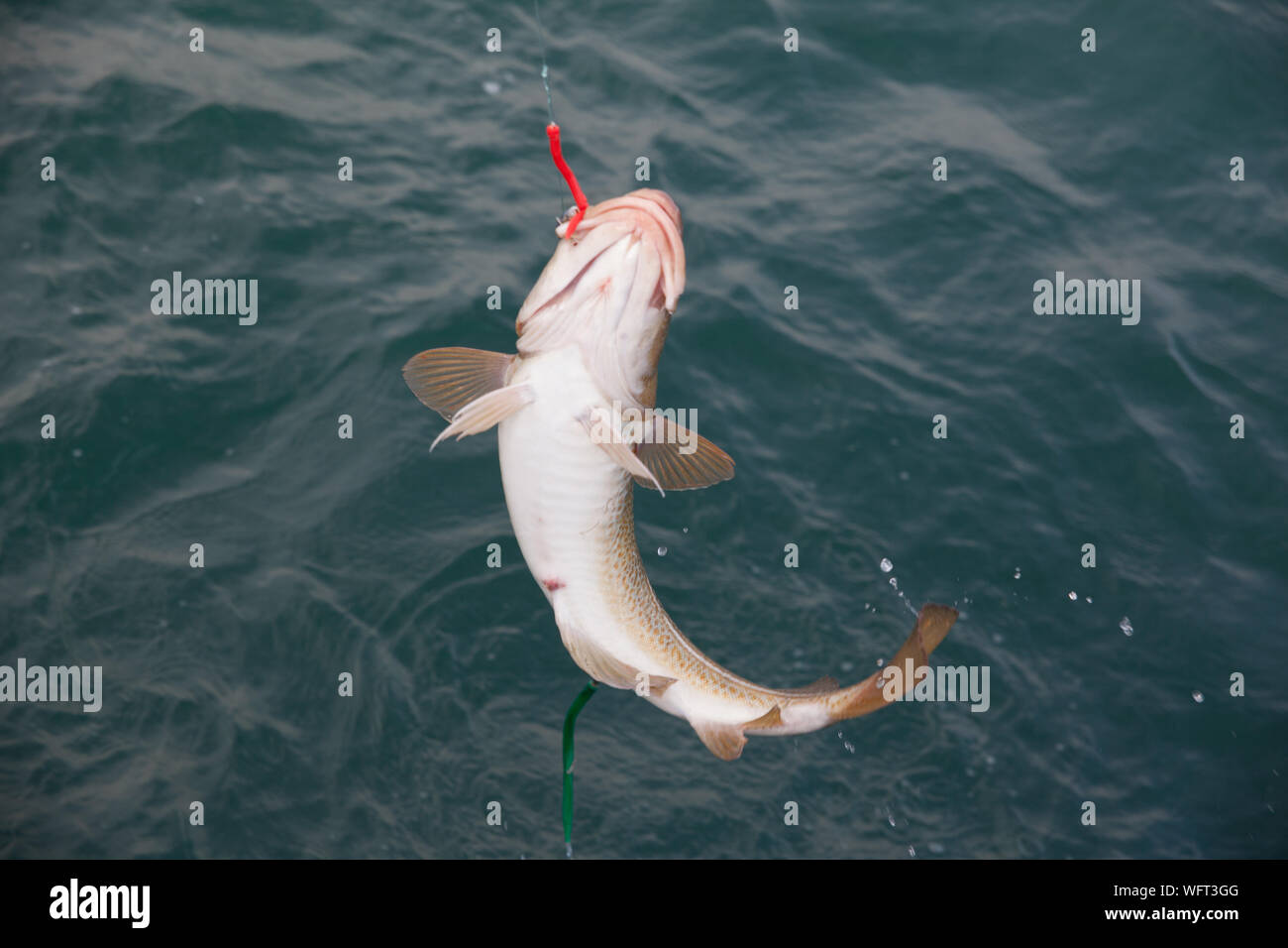 Fish caught hook hi-res stock photography and images - Alamy
