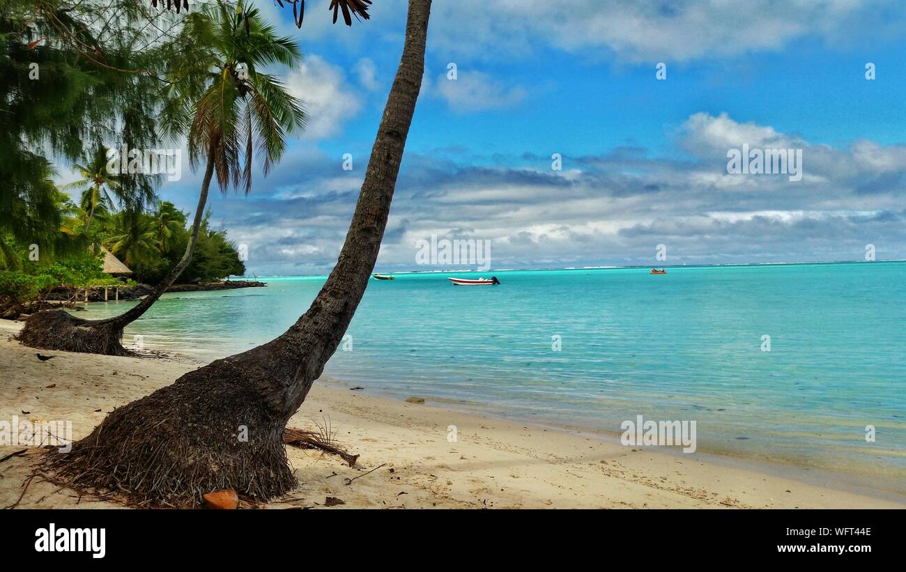 Coconut tree and beach hi-res stock photography and images - Alamy