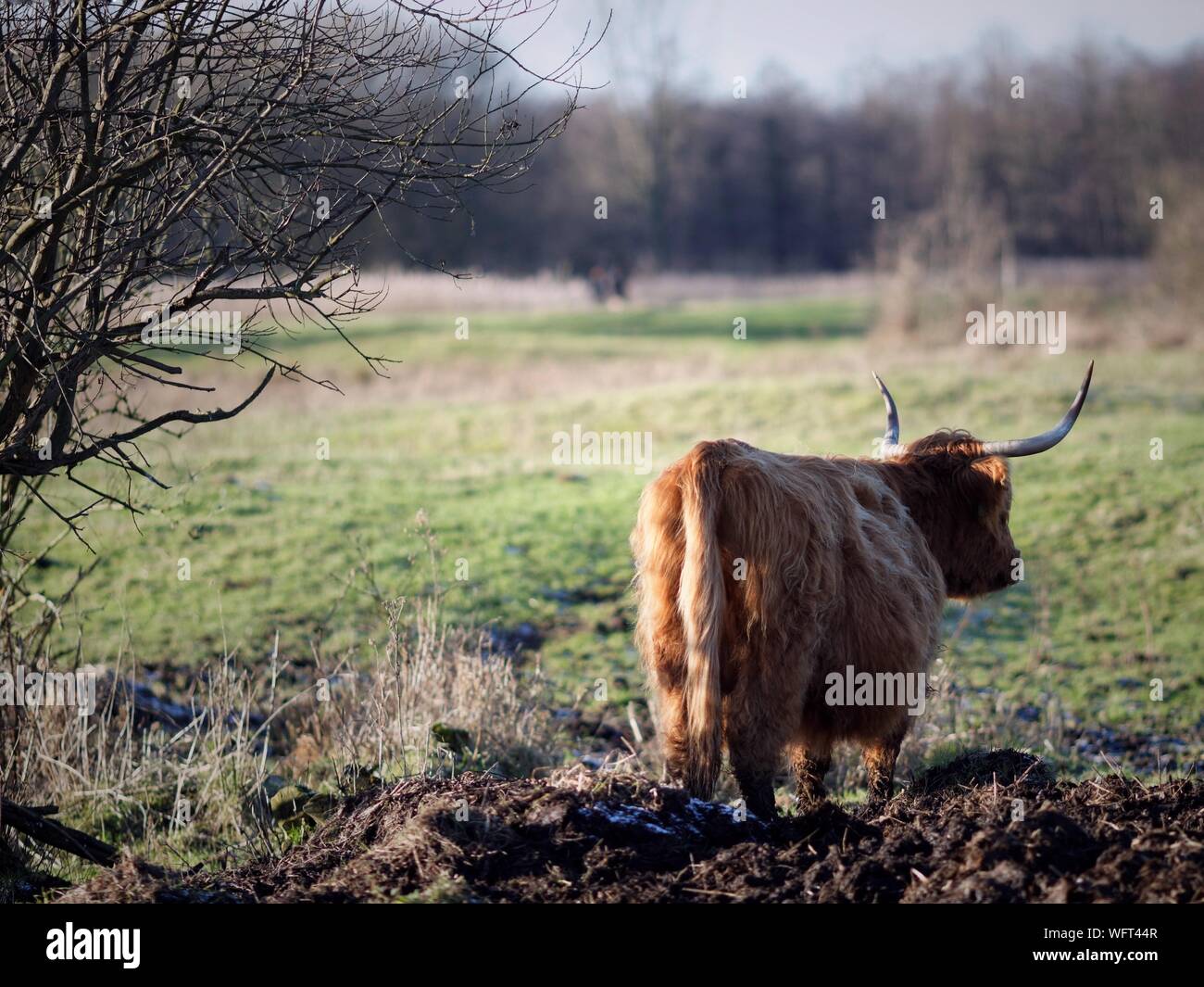 Rear cattle hi-res stock photography and images - Alamy