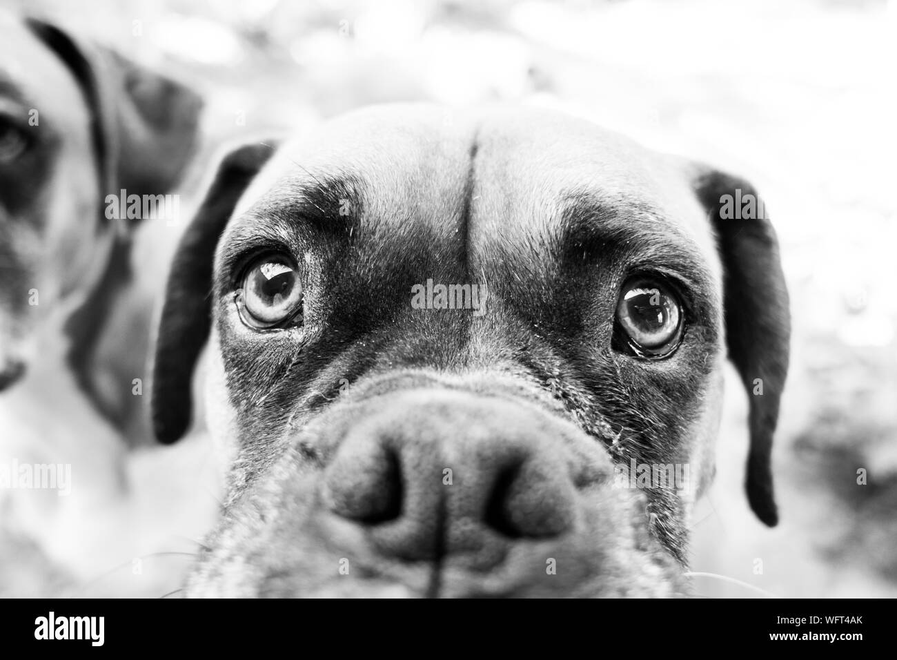Boxer dog face close up hi-res stock photography and images - Alamy