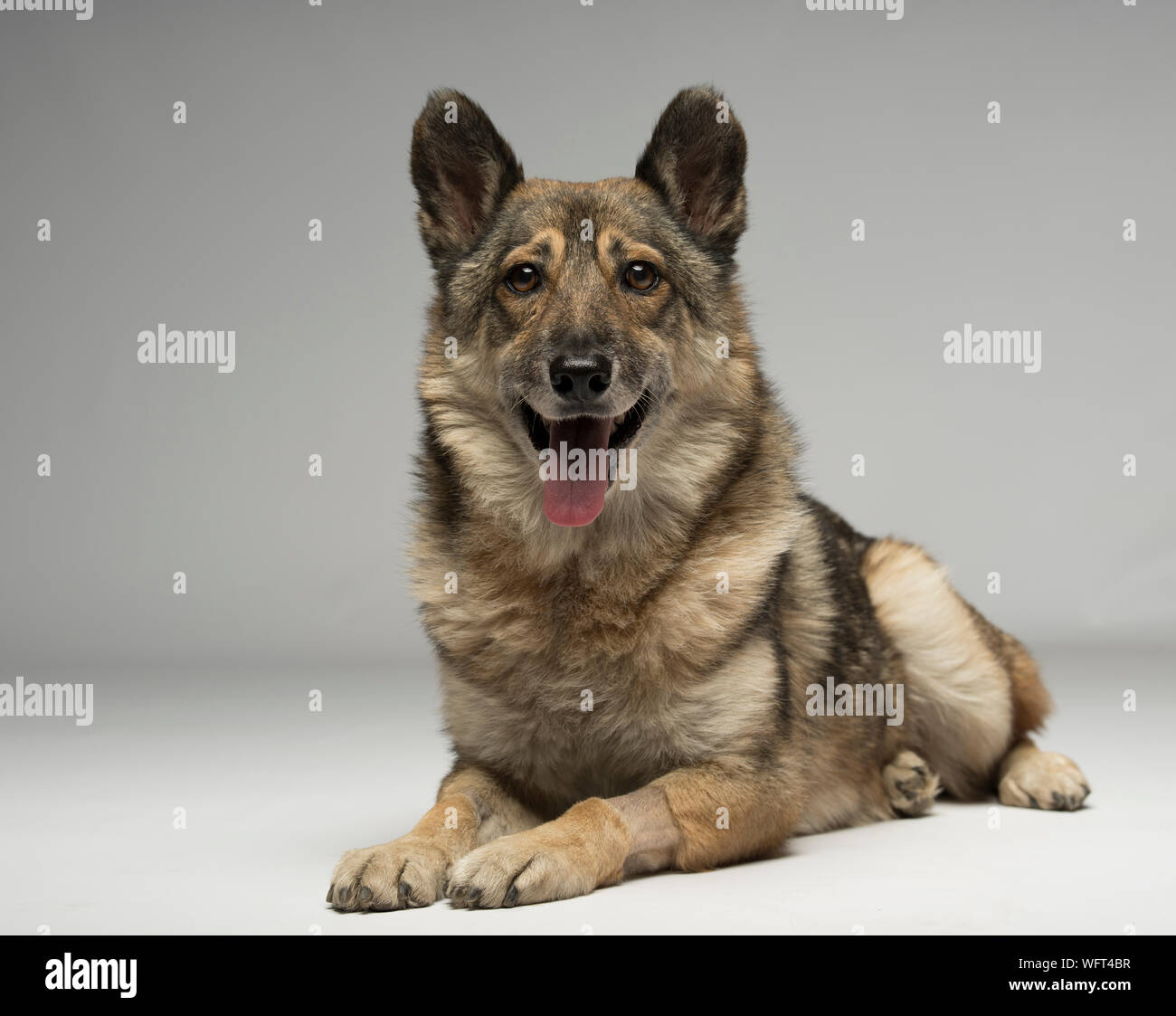 Gray german shepherd hi-res stock photography and images - Alamy