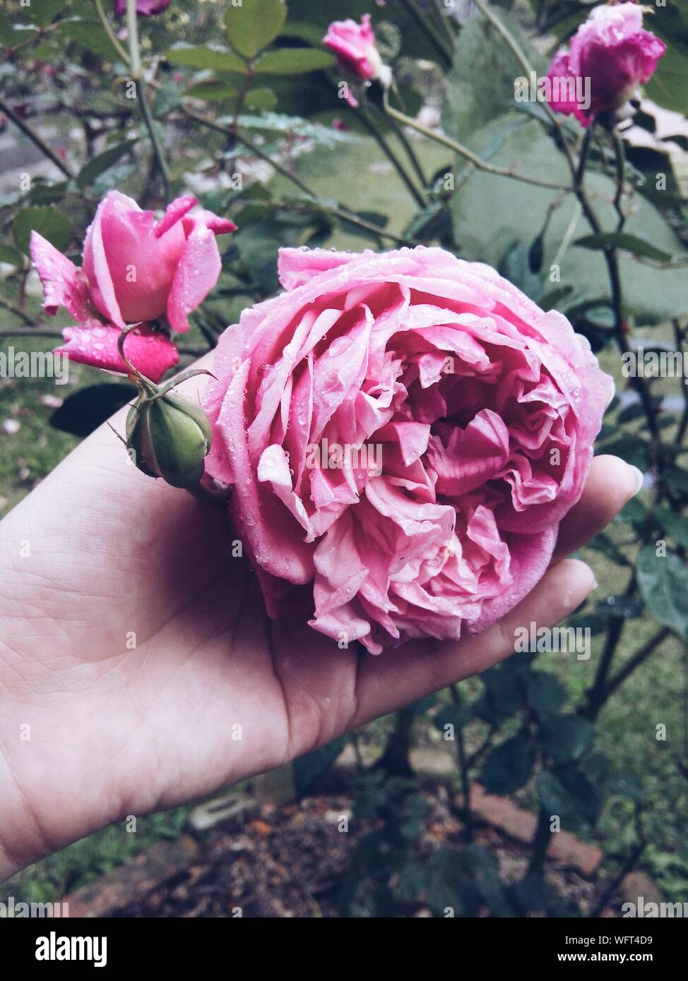 Holding pink rose hi-res stock photography and images - Alamy