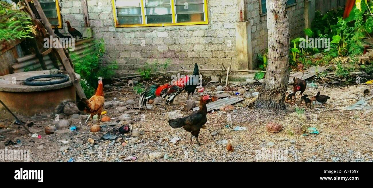 Messy front yard hi-res stock photography and images - Alamy