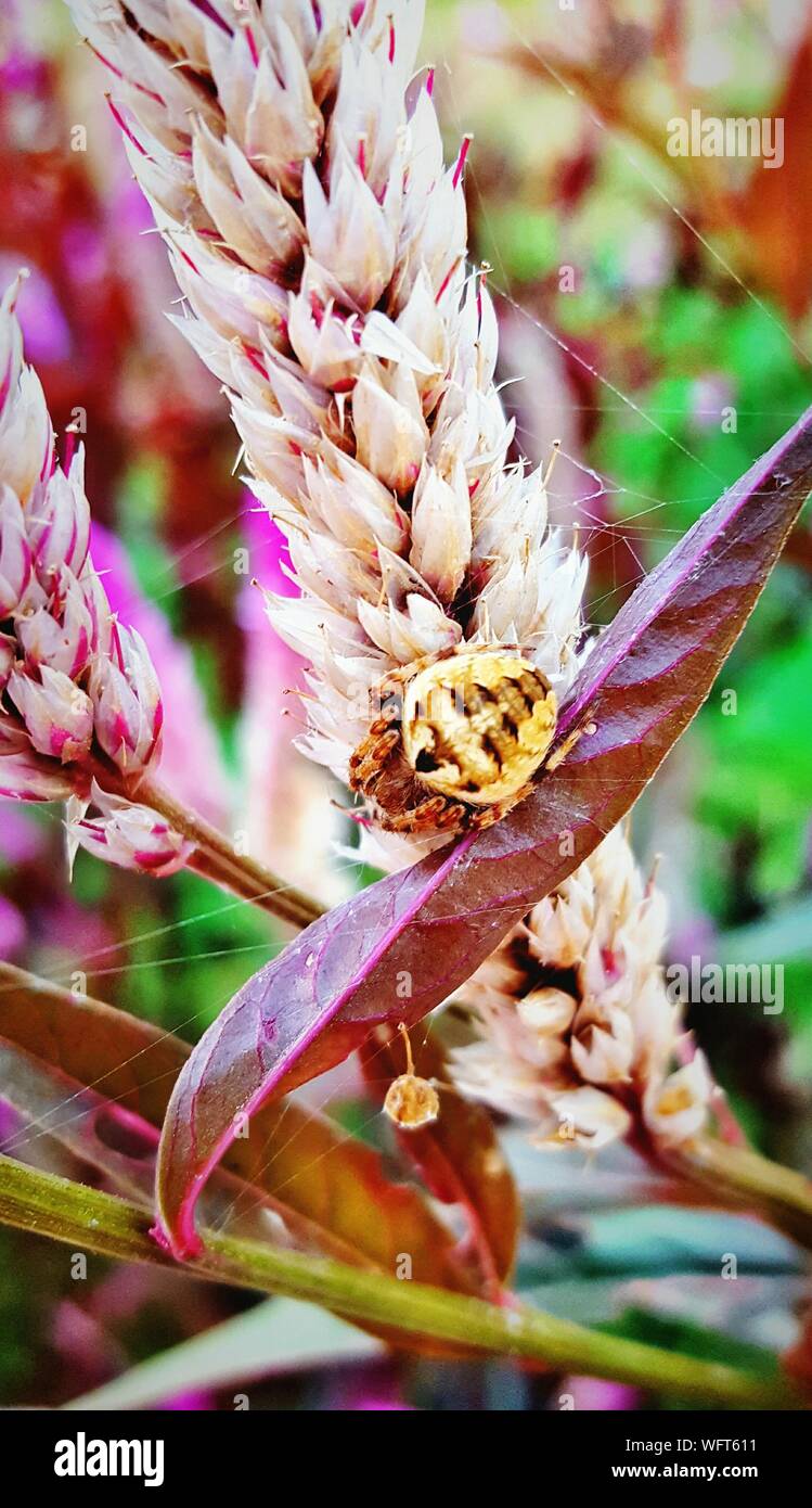 Spider flowers hi-res stock photography and images - Alamy