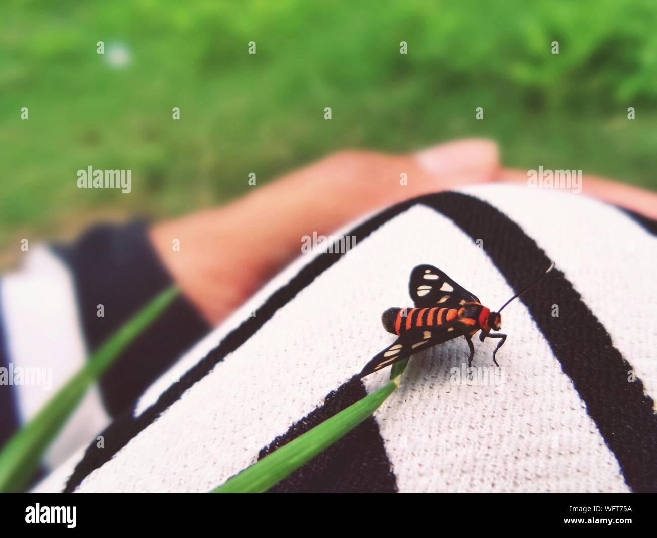 Insect body hi-res stock photography and images - Alamy