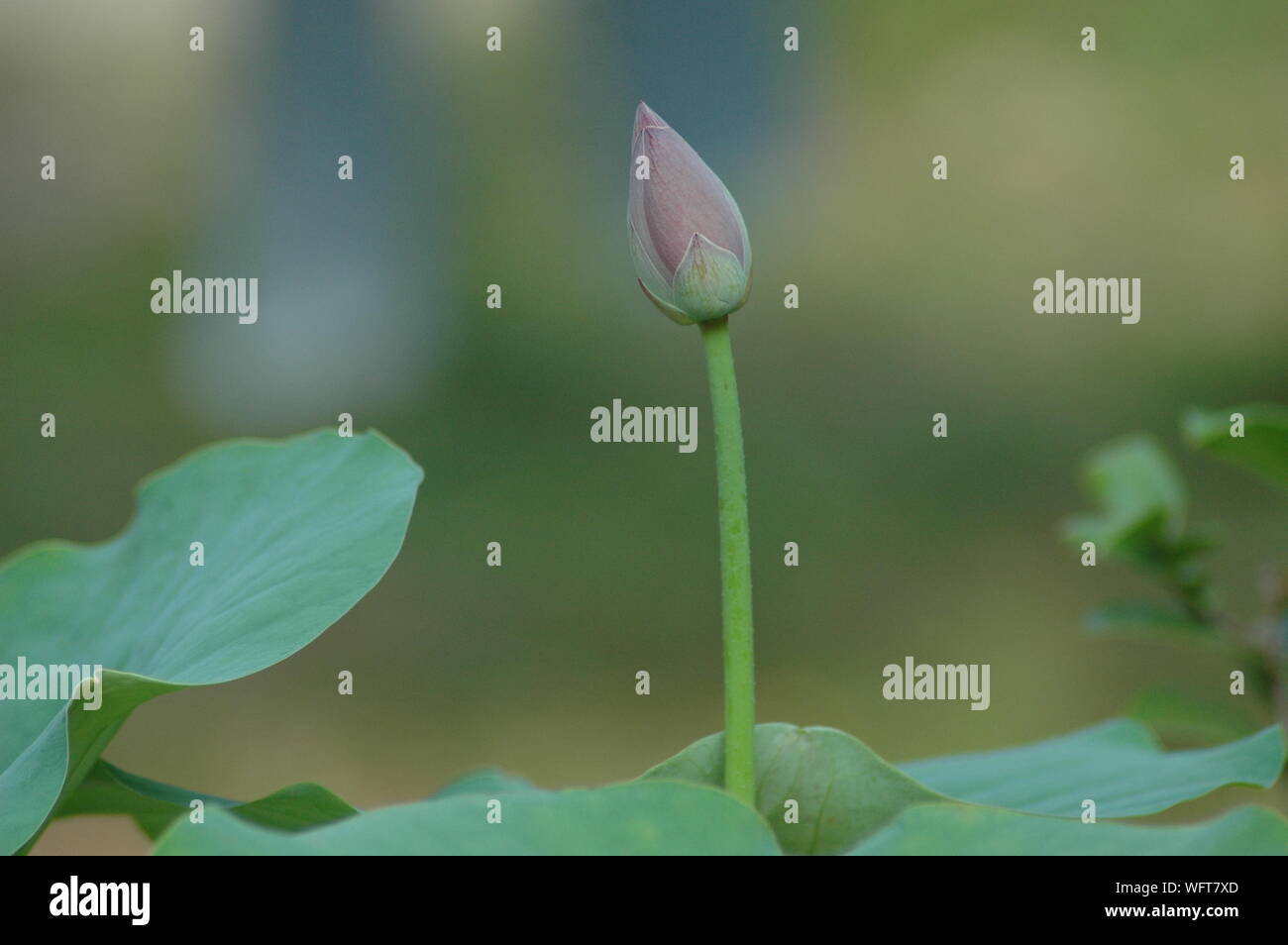 Single lotus bud green leaf hi-res stock photography and images - Alamy