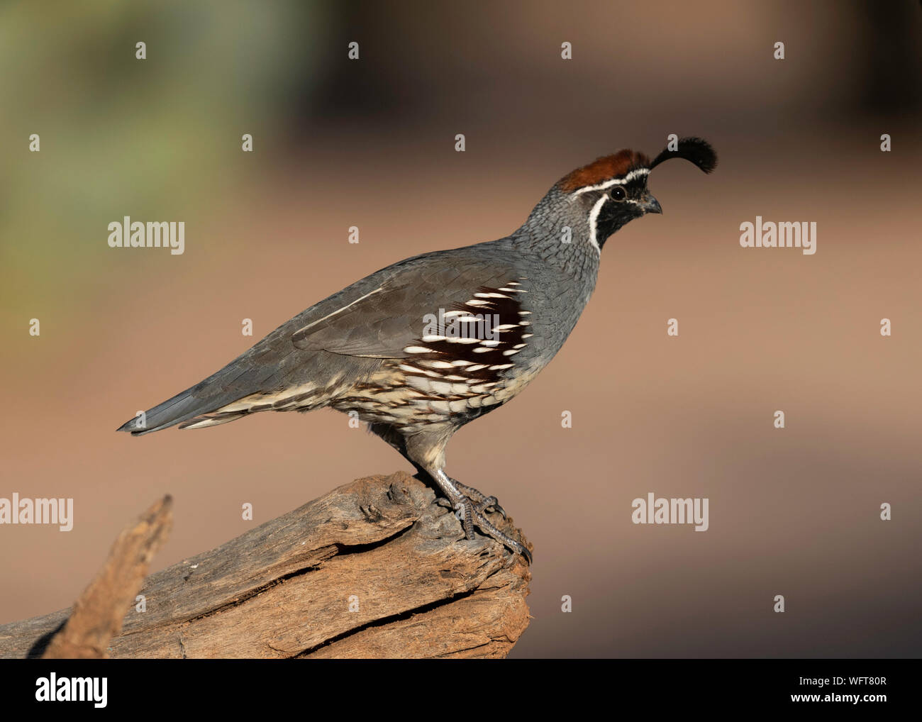 Gambels quail hi-res stock photography and images - Alamy