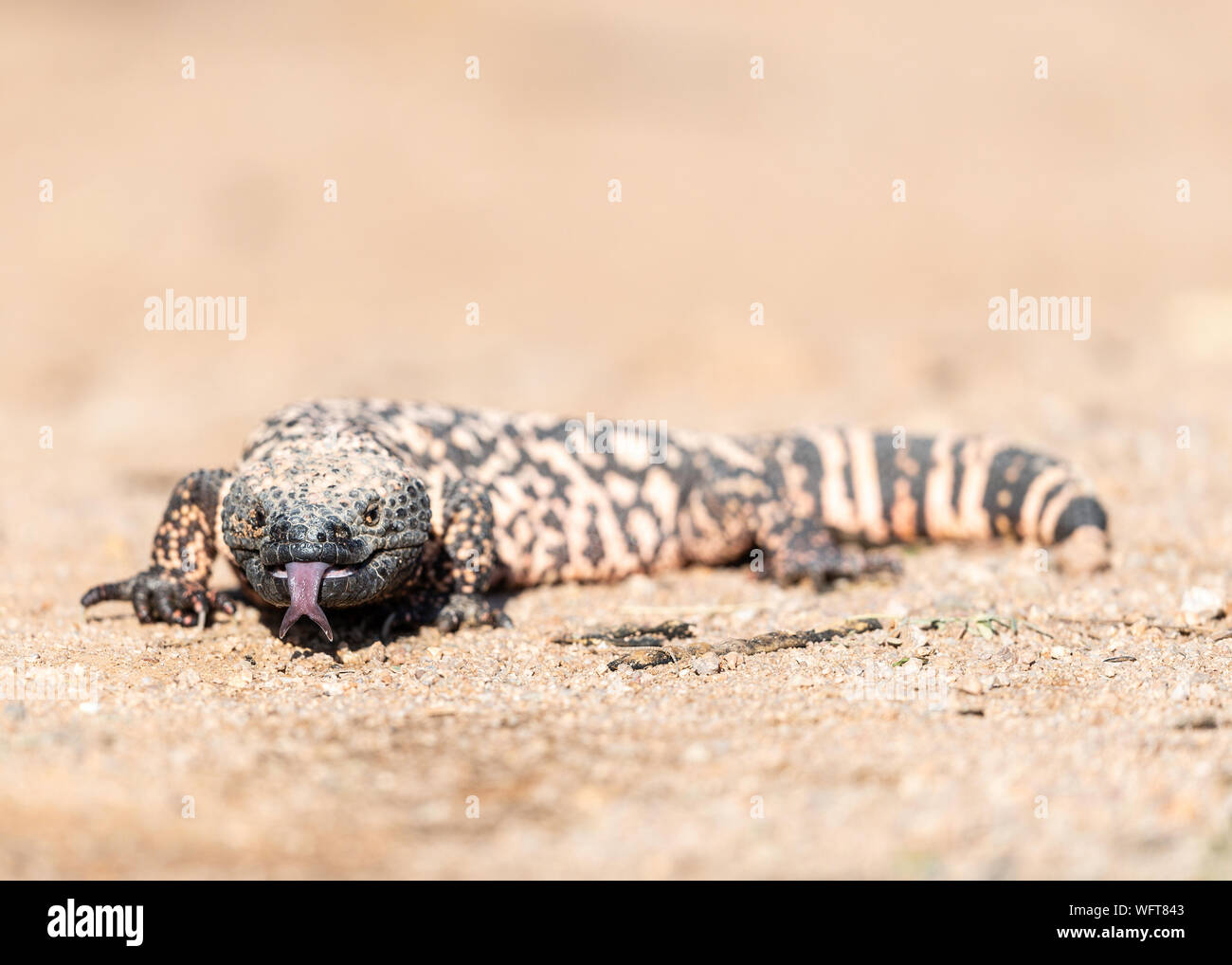 Gila monster hi-res stock photography and images - Alamy