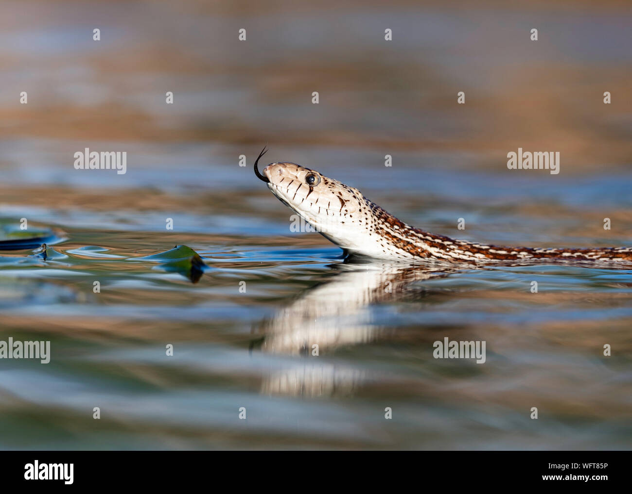 Gopher snake (Pituophis catenifer) swimming, Pacific gopher snake ...