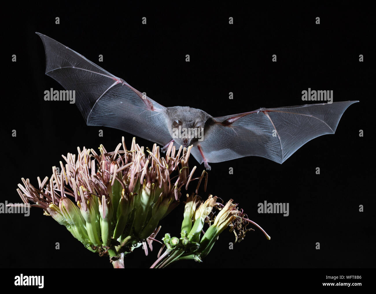 Anatomy Of Mexican Long Tongued Bat