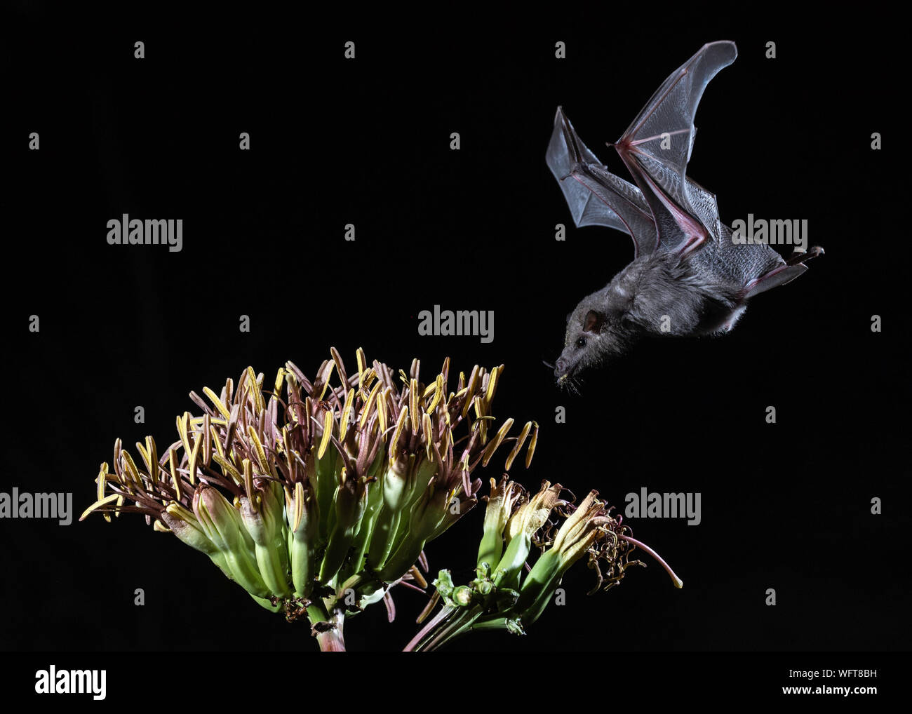 Mexican Long-tongued Bat in Southern Arizona Stock Photo - Alamy