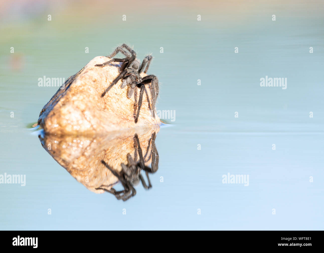 Tarantula looking at reflection in water, Sonora desert, Arizona, USA ...