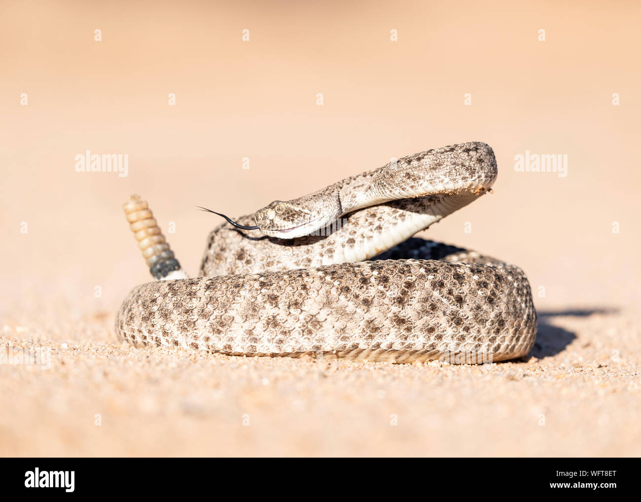 Western Diamondback Rattlesnake (Crotalus atria) in Sonoran desert of ...