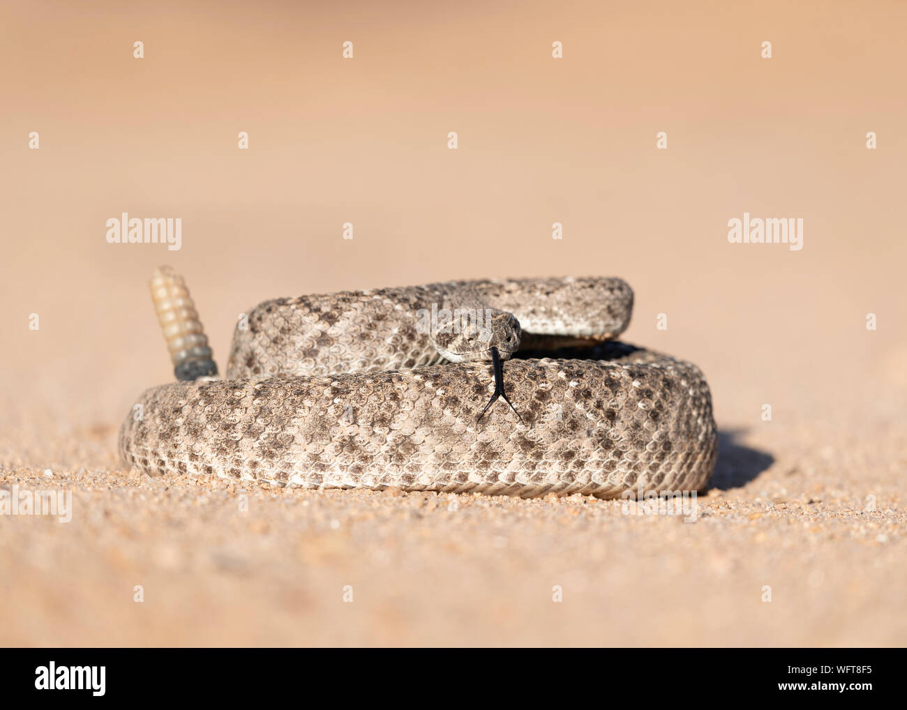 Rattlesnake camouflage hi-res stock photography and images - Alamy