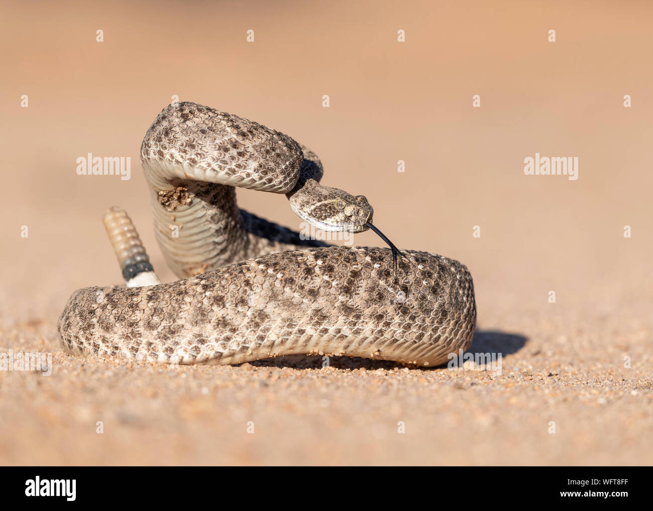 Western Diamondback Rattlesnake (Crotalus atria) in Sonoran desert of ...