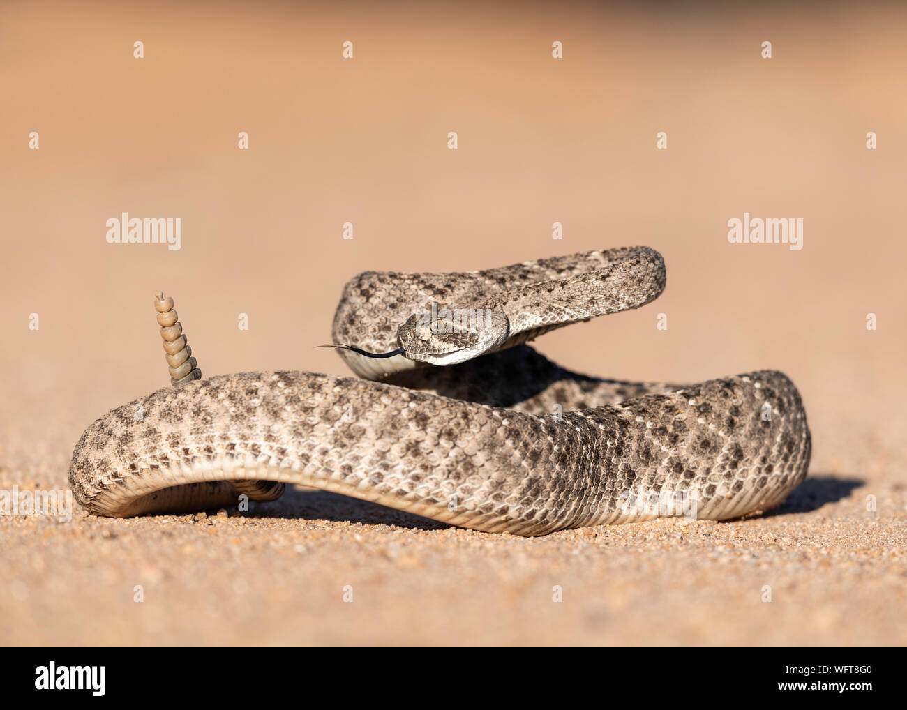 Western Diamondback Rattlesnake (Crotalus atria) in Sonoran desert of ...
