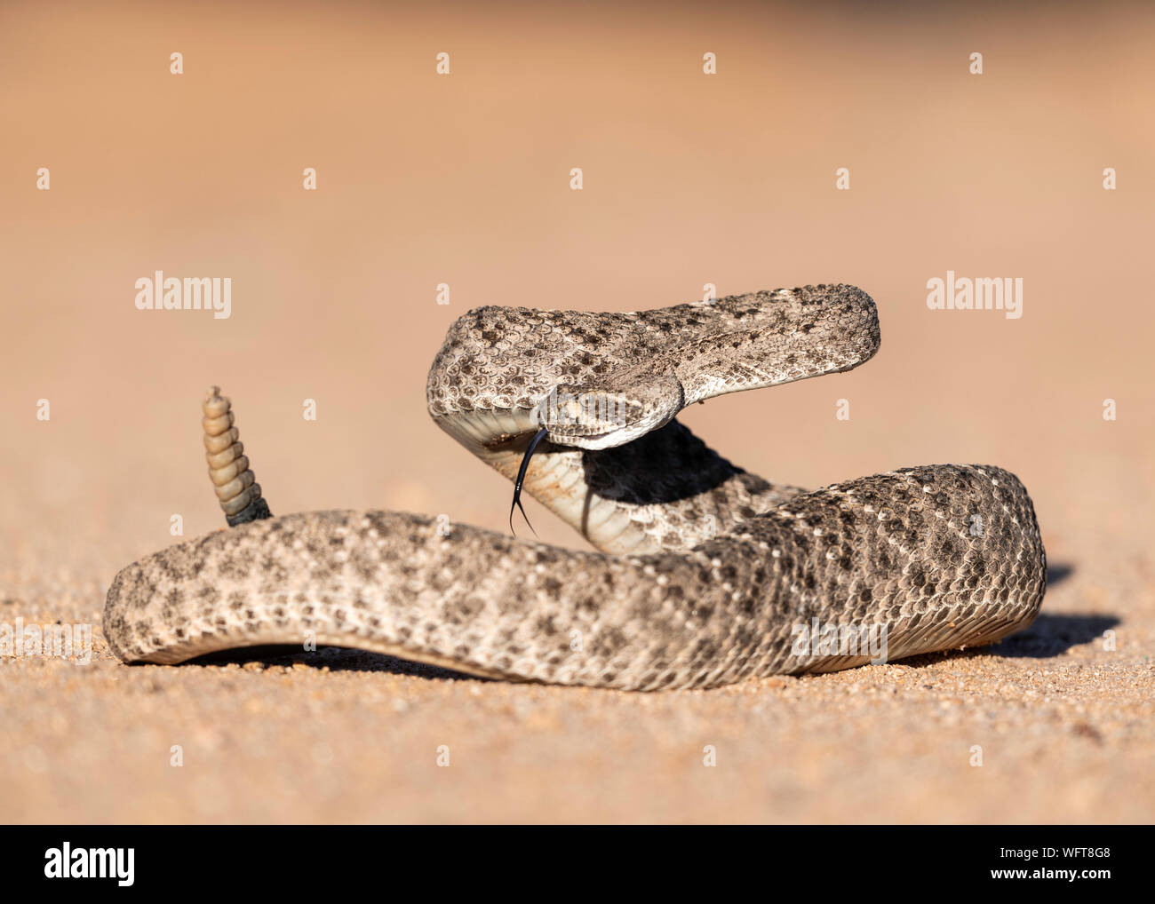 Western Diamondback Rattlesnake (Crotalus atria) in Sonoran desert of ...