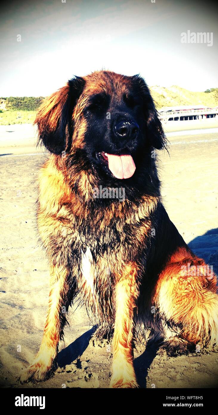 Leonberger High Resolution Stock Photography and Images - Alamy