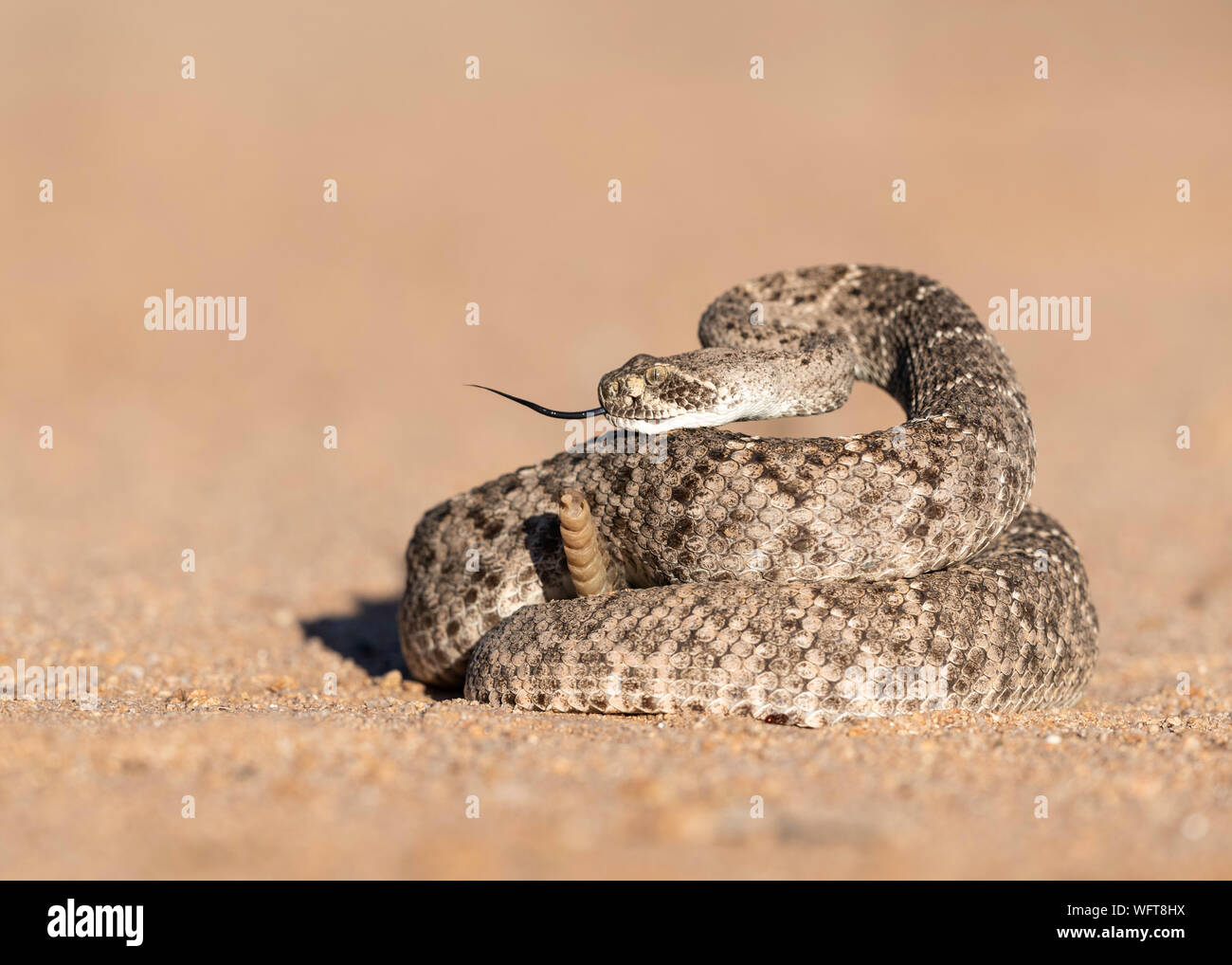 Western Diamondback Rattlesnake (Crotalus atria) in Sonoran desert of ...