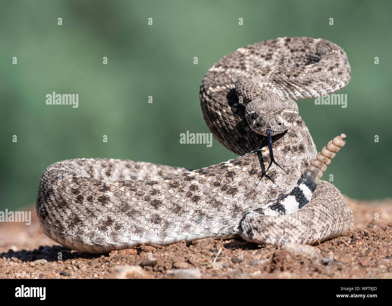Western Diamondback Rattlesnake (Crotalus atria) in Sonoran desert of ...