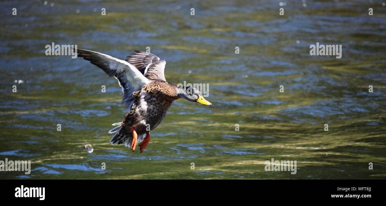 Duck flying over water hi-res stock photography and images - Alamy