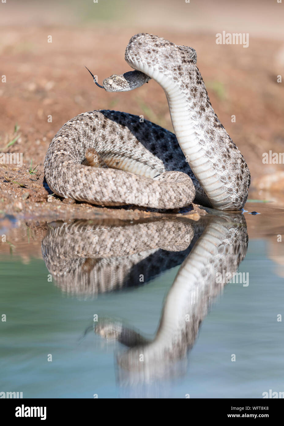 Western Diamondback Rattlesnake (Crotalus atria) in Sonoran desert of ...