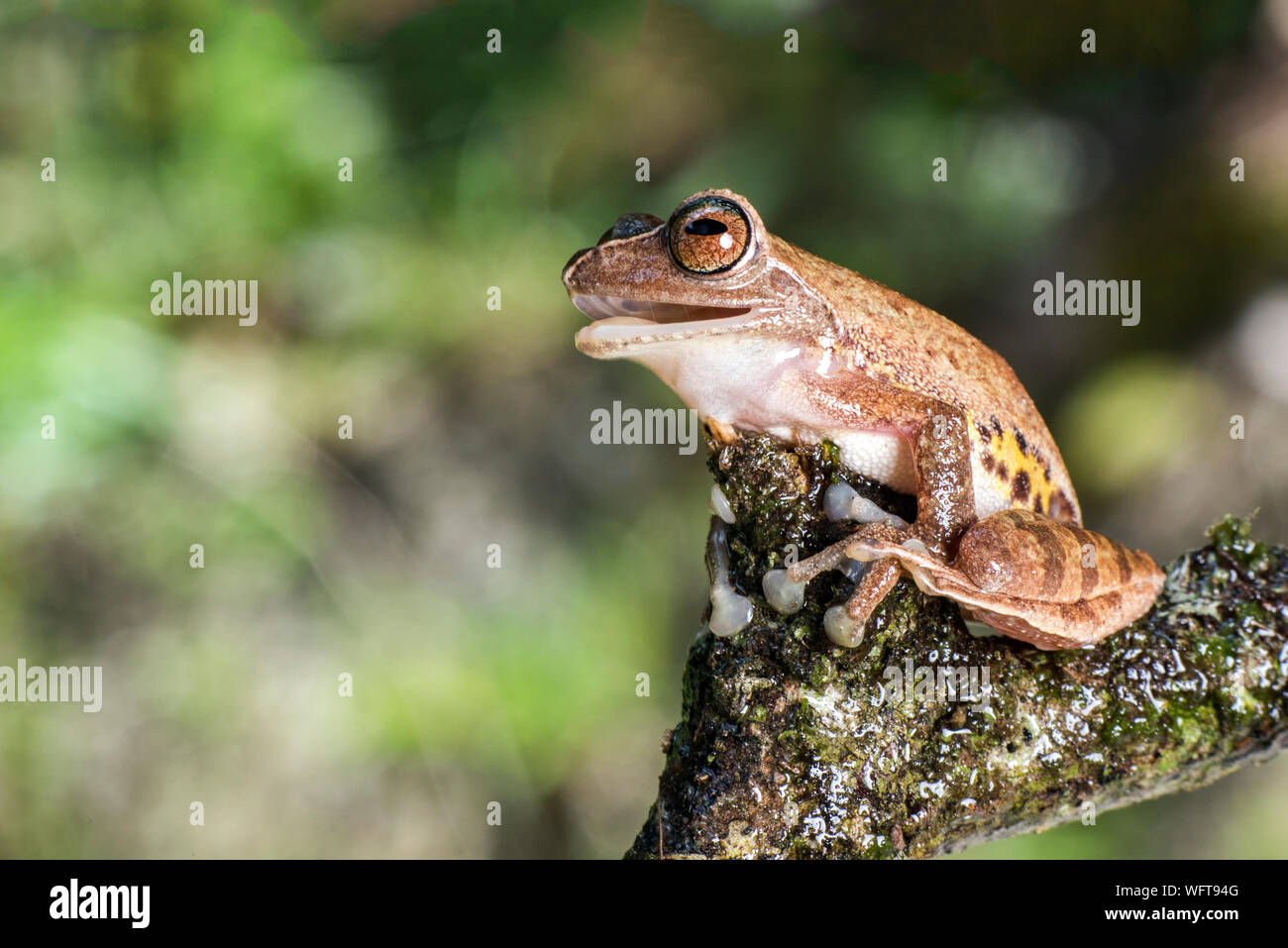 Frog mouth open hi-res stock photography and images - Alamy