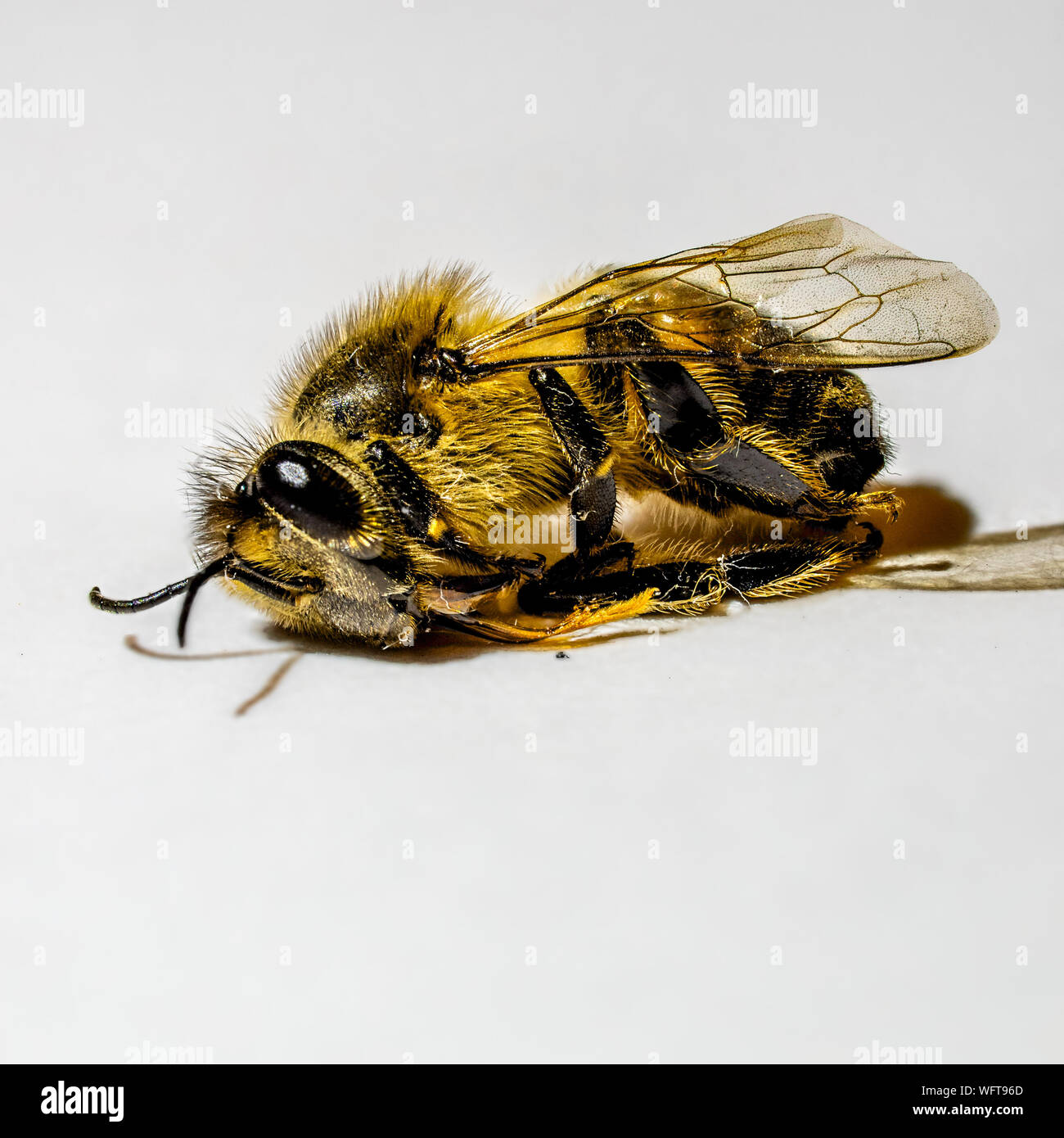 Dead Bee High Resolution Stock Photography and Images - Alamy