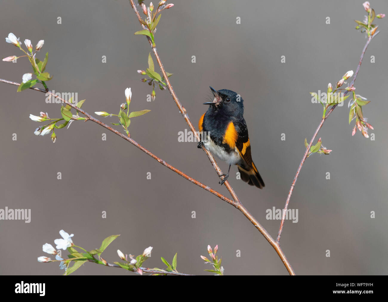 Bright orange during breeding hi-res stock photography and images - Alamy