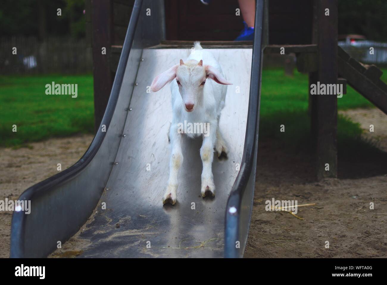 Goat on slide hi-res stock photography and images - Alamy