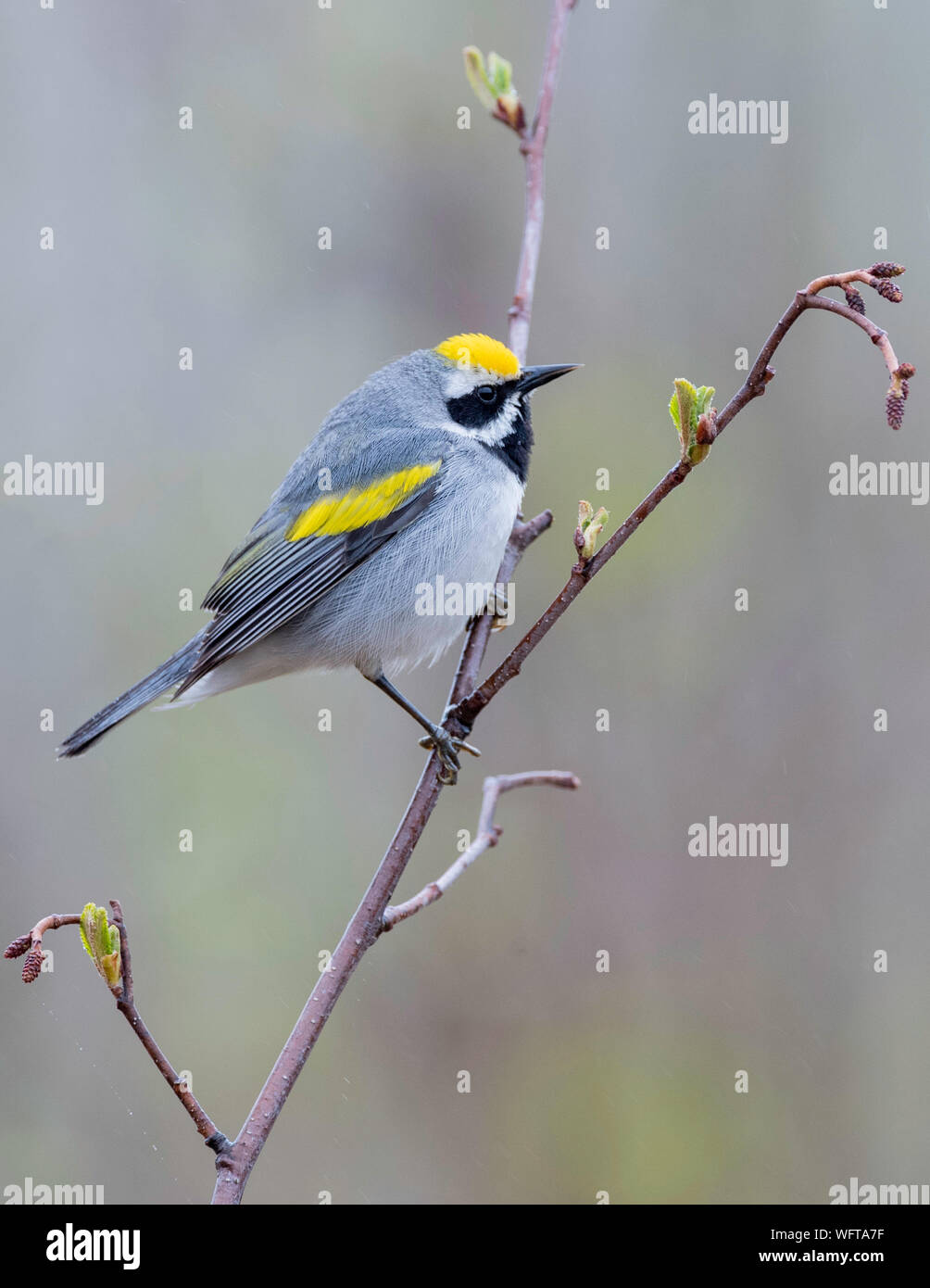 Early successional forests hi-res stock photography and images - Alamy