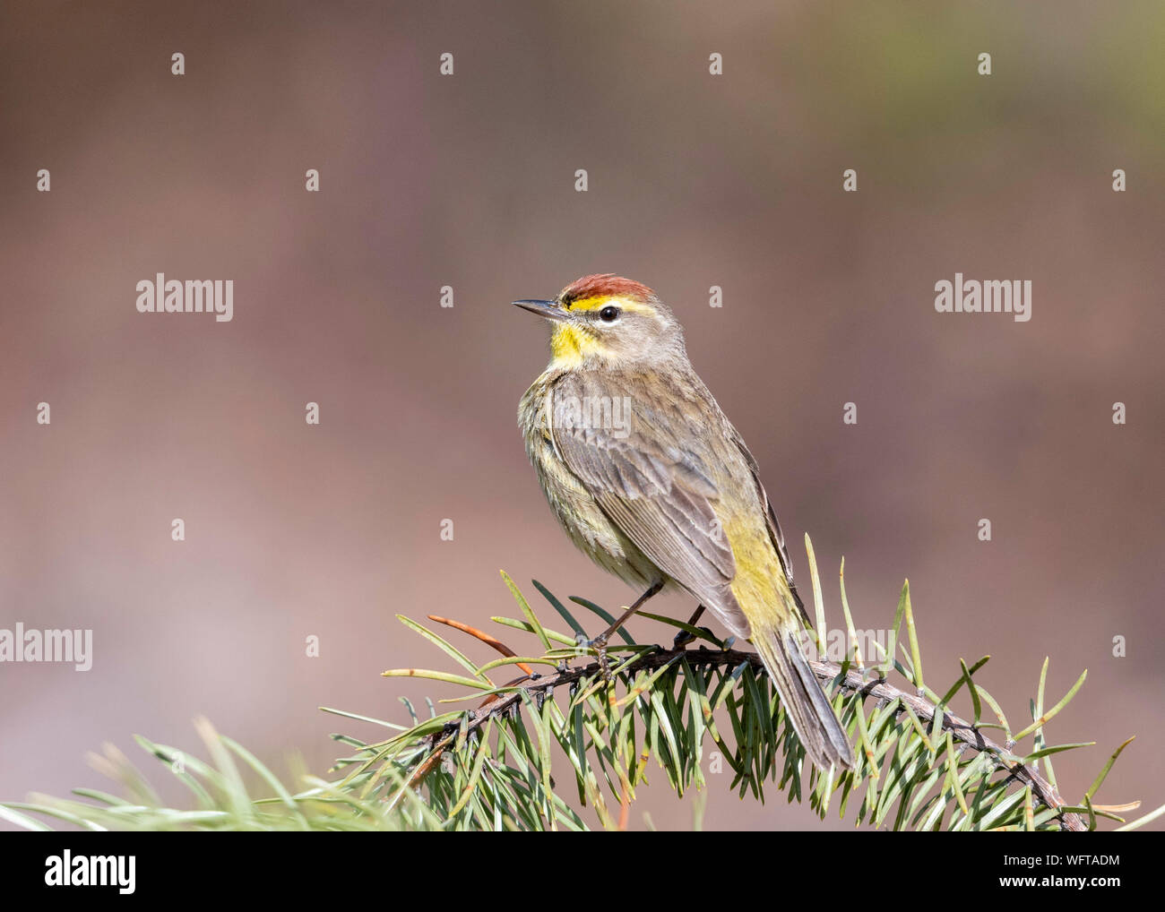 Palmarum hi-res stock photography and images - Alamy
