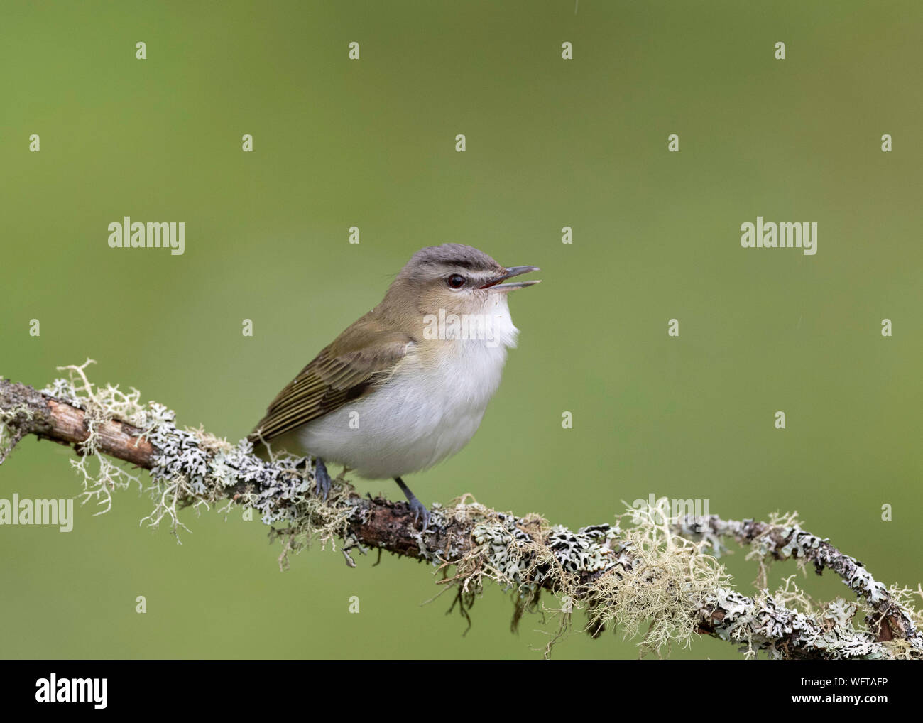 Red eyed vireo hi-res stock photography and images - Alamy