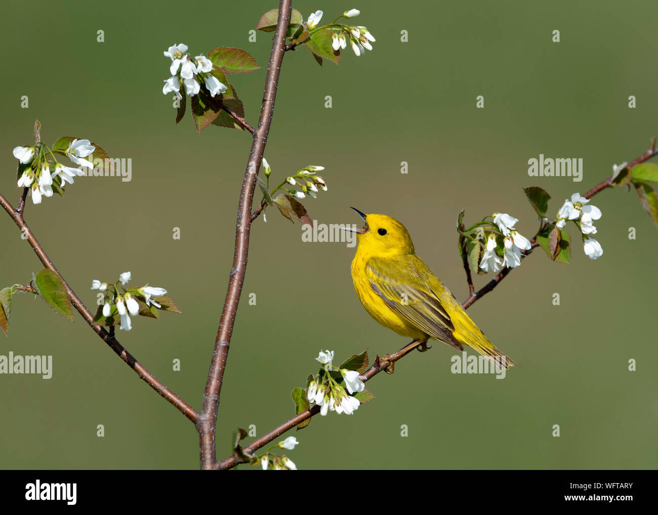 Upper peninsula hi-res stock photography and images - Alamy